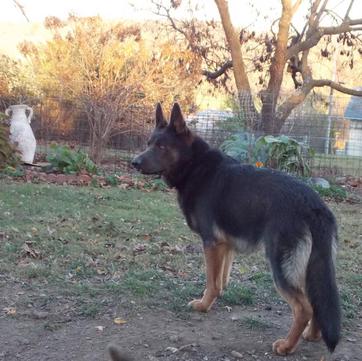 Is There Such A Thing As A Blue Bay Shepherd