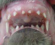 4 months gsd pup theething - need openion - pics - Page 2