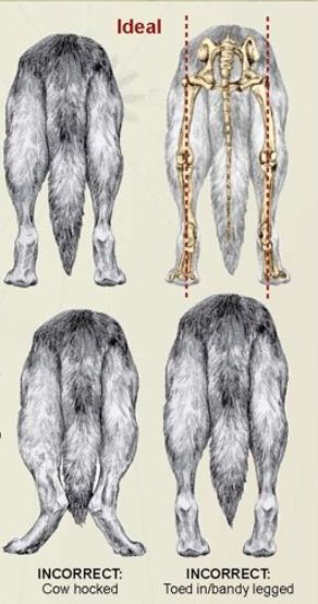 what do u think about cow hocks - Page 4