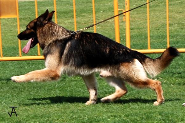 ** Steep croup/top line from top breeders ** Is this normal? - Page 31