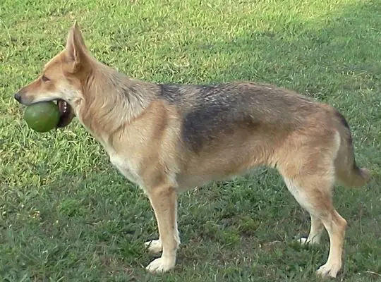 What does a straight back gsd and roach back dog look like - Page 2