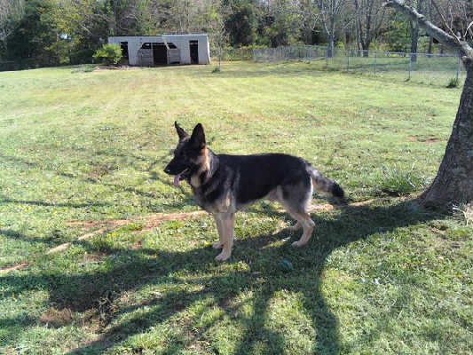 What does a straight back gsd and roach back dog look like - Page 2