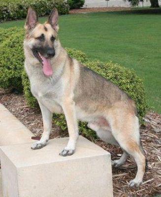 Light Sable German Shepherd