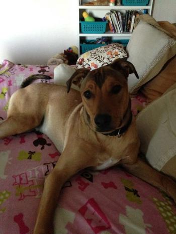 Belgian Malinois Rhodesian Ridgeback Mix