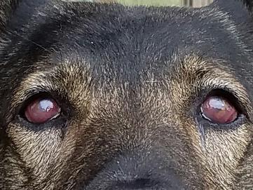 How Do You Know If Your Dog Has Pannus