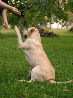 How Do You Introduce A Dog To A Clicker
