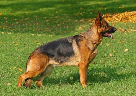 How Do I Stop My German Shepherd From Digging