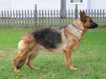 Are German Shepherds With A Straight Back German Or American