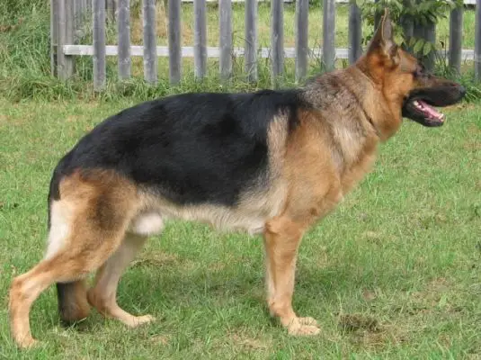 What does a straight back gsd and roach back dog look like - Page 1