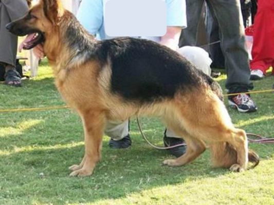 What Does A Straight Back Gsd And Roach Back Dog Look Like Page 1