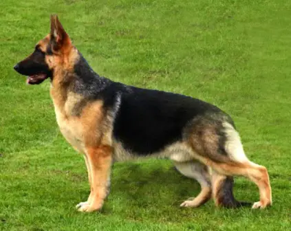 What does a straight back gsd and roach back dog look like - Page 14