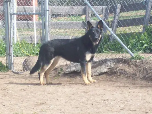 What does a straight back gsd and roach back dog look like - Page 2