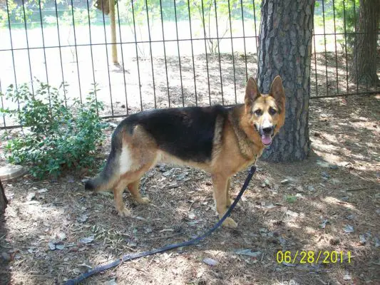 What does a straight back gsd and roach back dog look like - Page 1