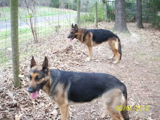 What does a straight back gsd and roach back dog look like - Page 1